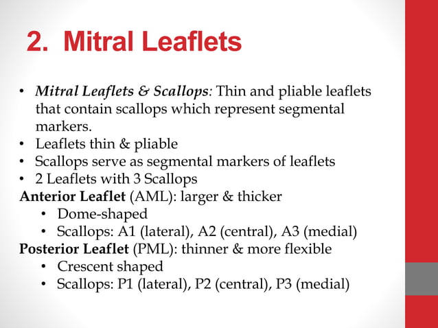 Mitral valve anatomy.pptx | Heart and Cardiovascular Diseases ...
