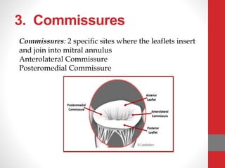 Mitral valve anatomy.pptx
