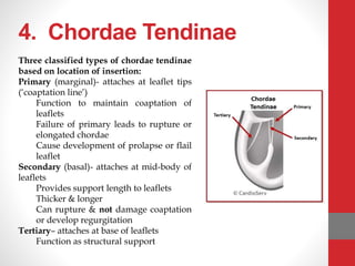 Mitral valve anatomy.pptx