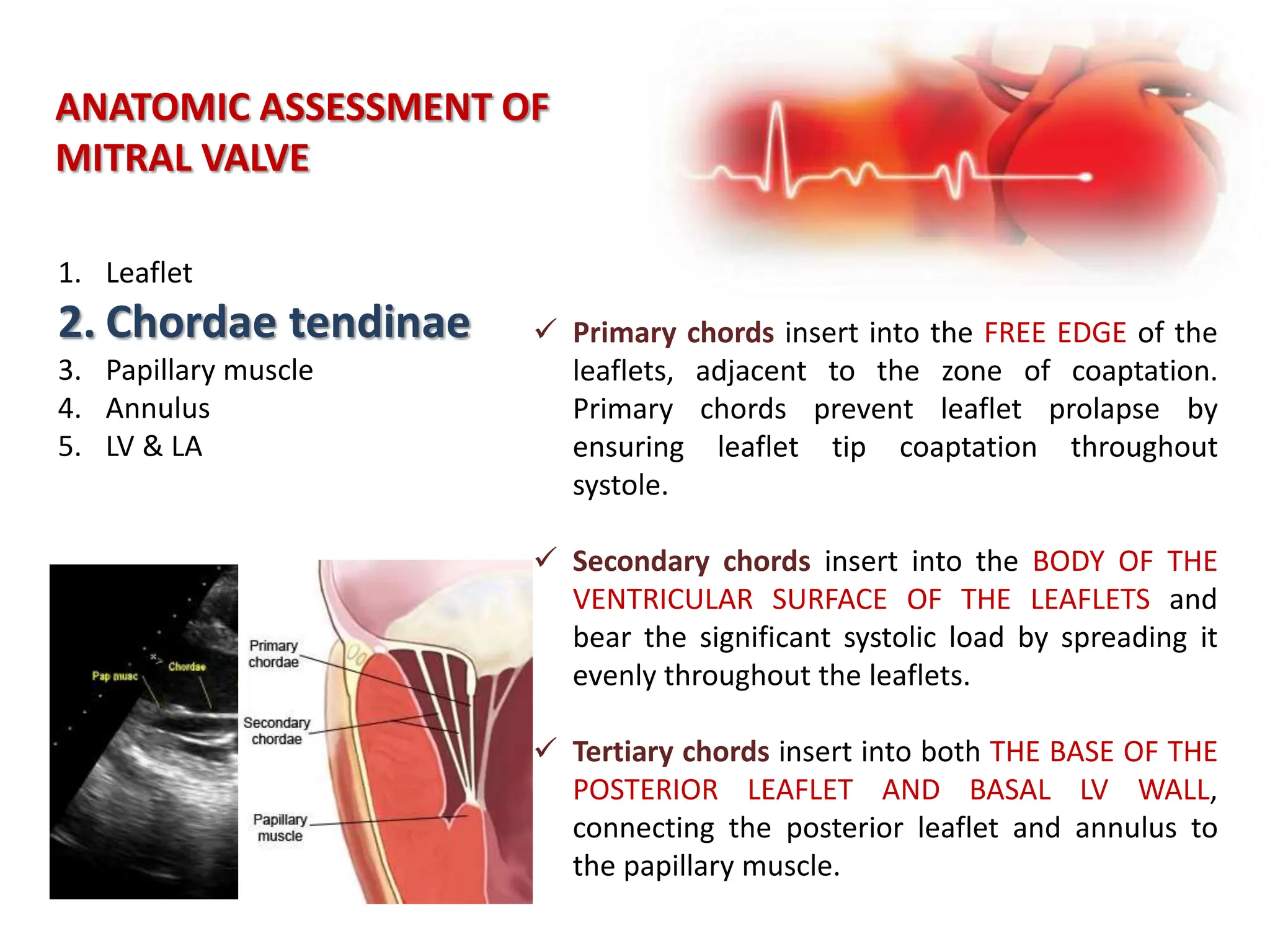 MITRAL VALVE ASSESSMENT ECHO 11.04.24.pptx