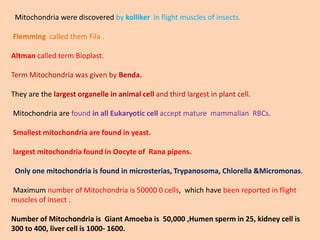 Mitrochondria | PPTX | Biological Sciences | Science