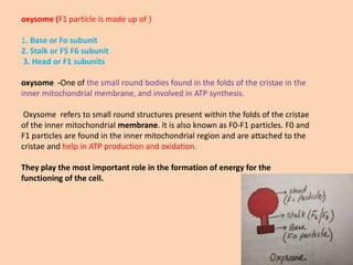 Mitrochondria | PPTX | Biological Sciences | Science