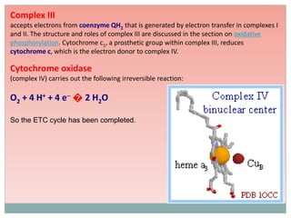 Mitrochondrial enzyme by KK Sahu sir | PPT