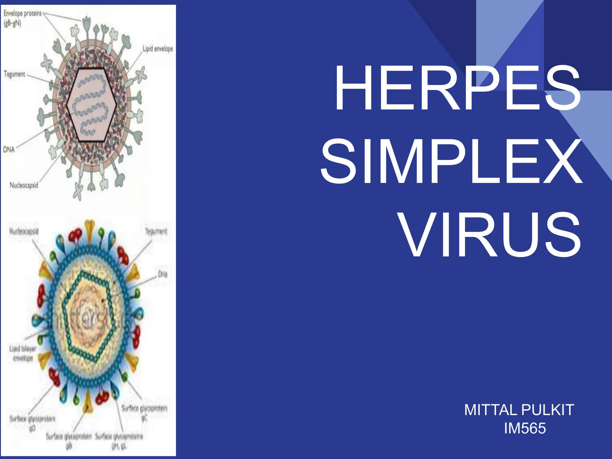 HERPES SIMPLEX VIRUS 12032019 TUESDAY pptx | PPTX