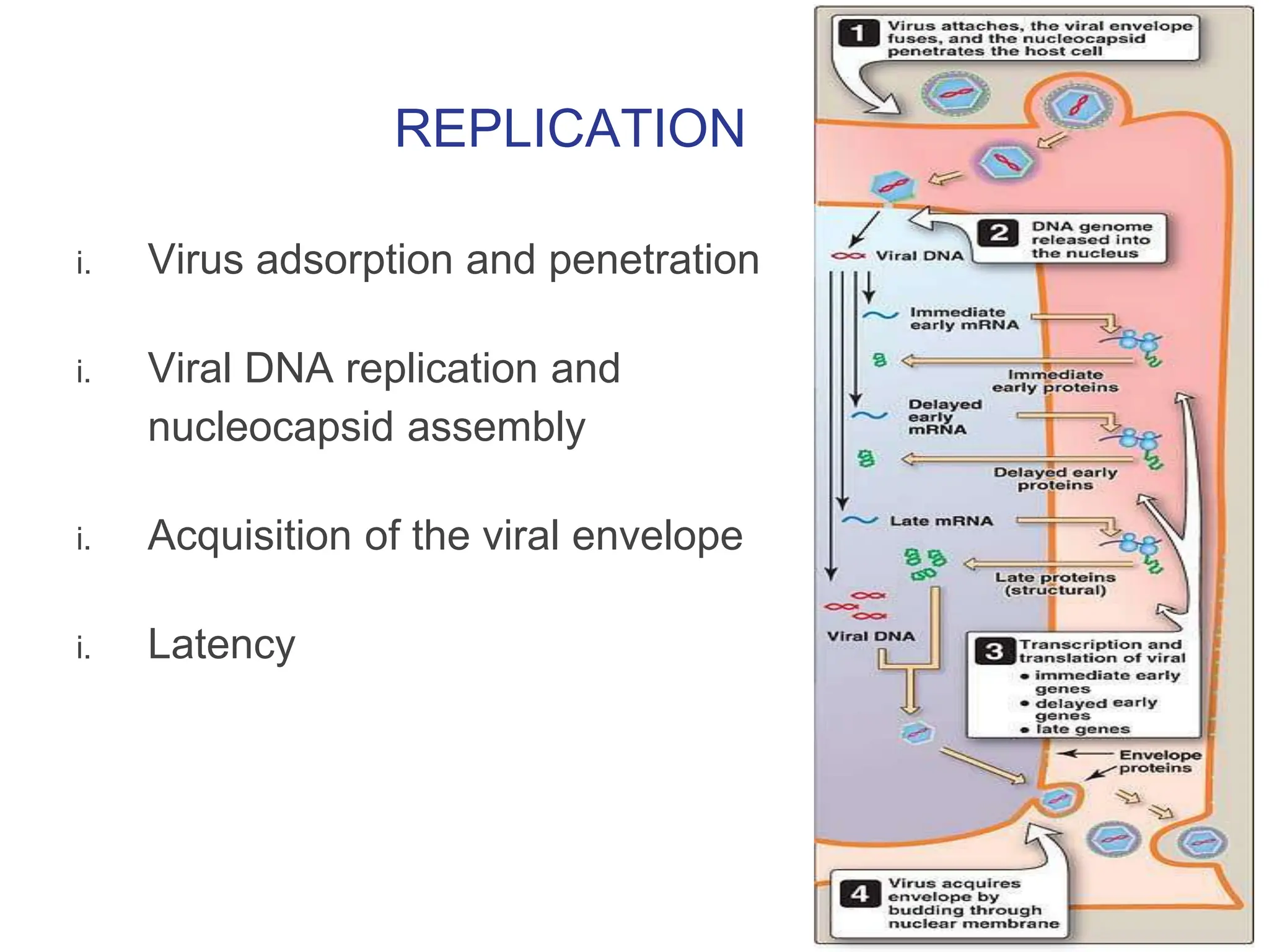 Herpes Simplex Virus 12032019 Tuesday Pptx Pptx