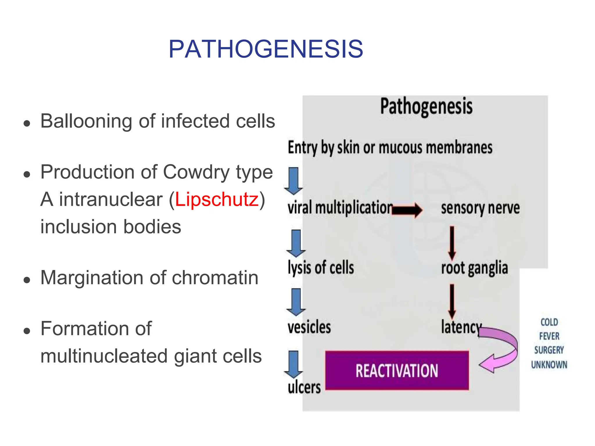 HERPES SIMPLEX VIRUS 12032019 TUESDAY pptx | PPTX
