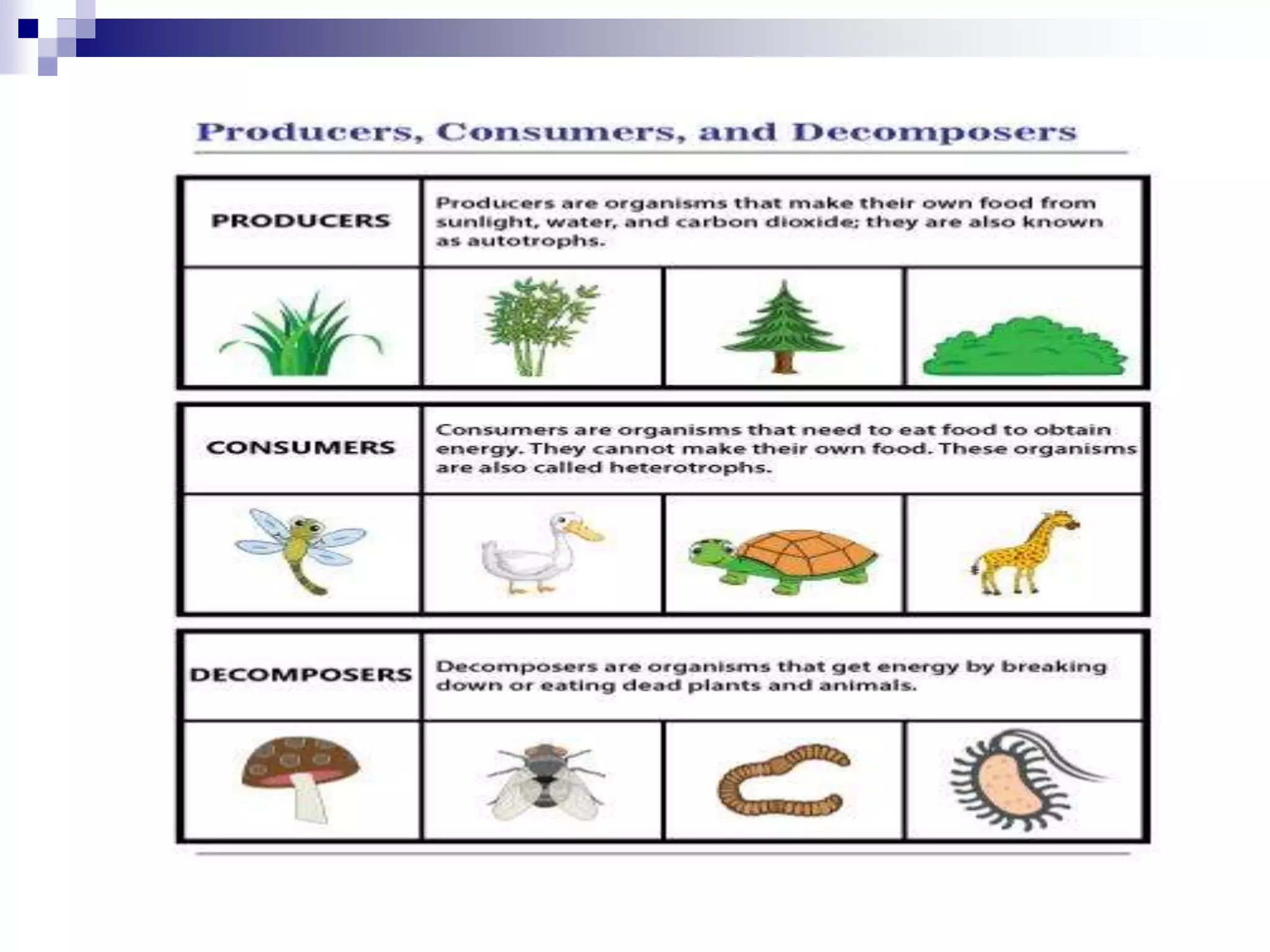 Mitul Mehta (Producers,consumers,decomposers) miu .pptx