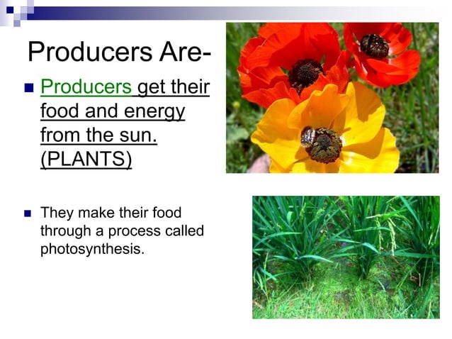 Mitul Mehta (Producers,consumers,decomposers) miu .pptx
