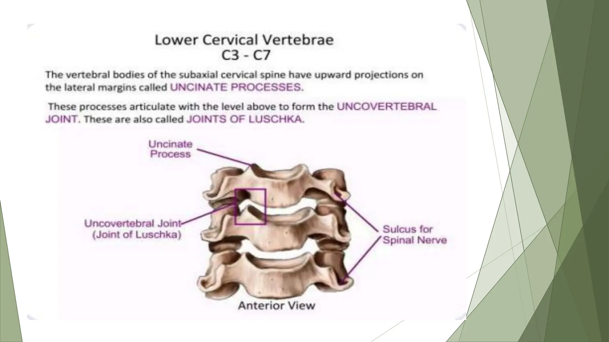 vertebral coloumn/ spine/ back bone/ spinal cord | PDF