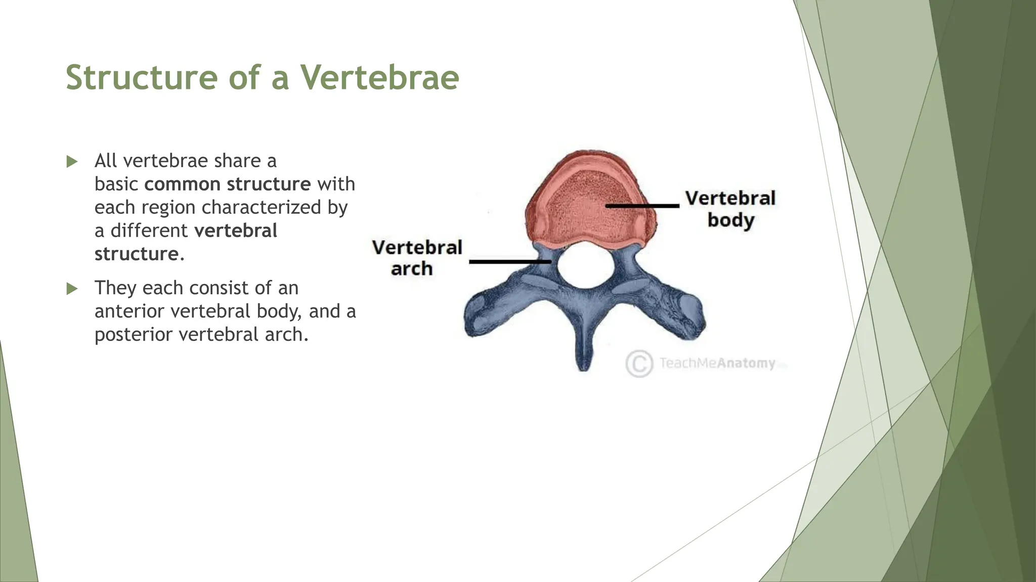 vertebral coloumn/ spine/ back bone/ spinal cord | PDF