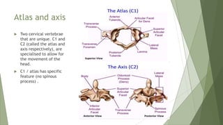 vertebral coloumn/ spine/ back bone/ spinal cord | PDF