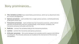 vertebral coloumn/ spine/ back bone/ spinal cord | PPT