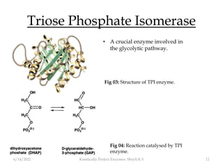 Kinetically Perfect Enzymes | PPT
