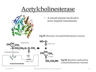 Kinetically Perfect Enzymes | PPTX