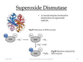 Kinetically Perfect Enzymes | PPT