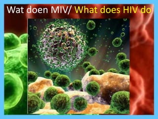 Miv vigs | PPT