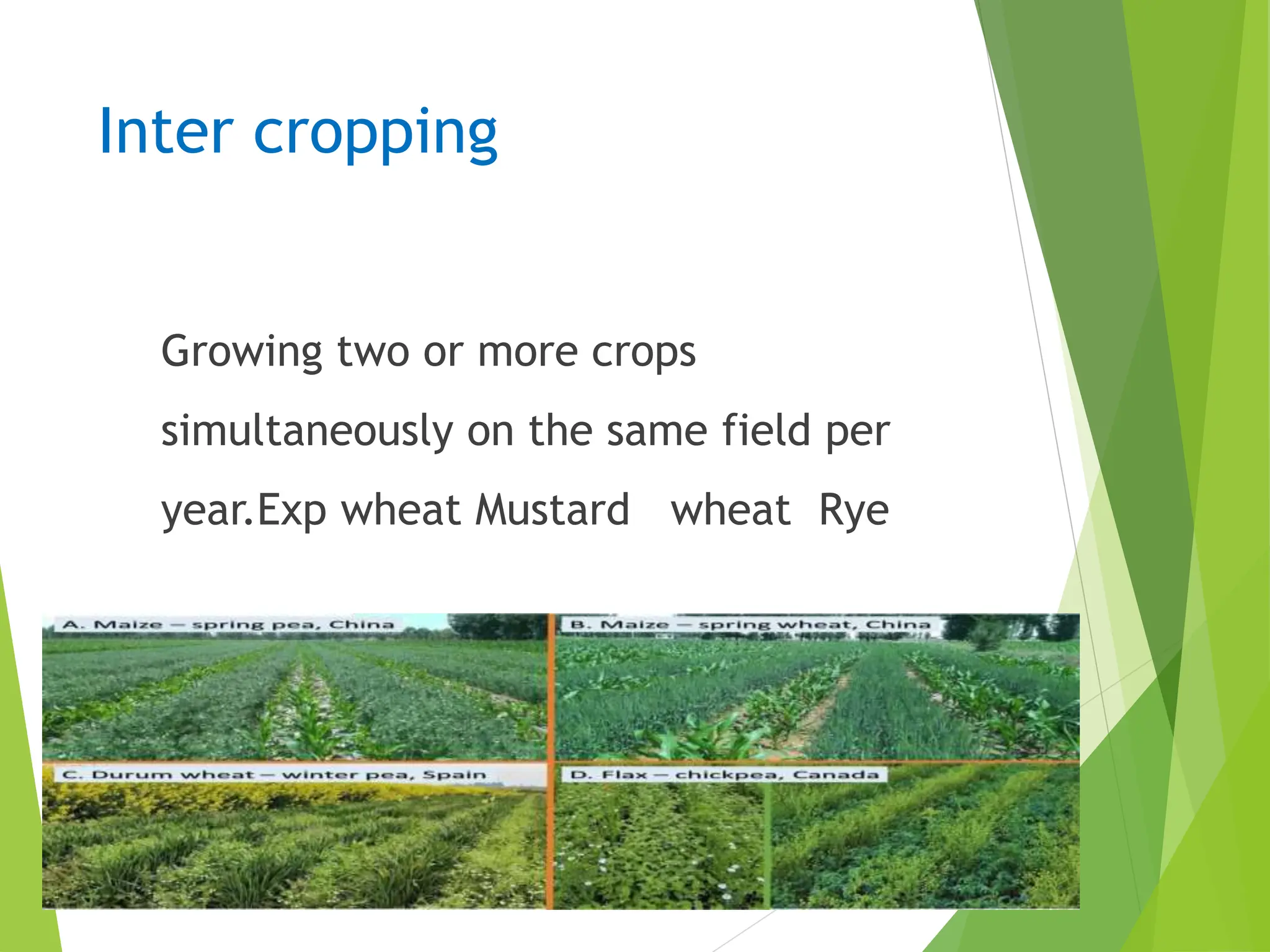 Mix cropping and injjcjfifififter cropping.ppt