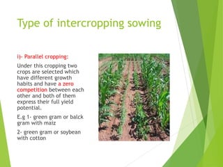 Mix cropping and injjcjfifififter cropping.ppt | Agriculture | Industries