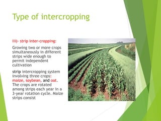 Mix cropping and injjcjfifififter cropping.ppt | Agriculture | Industries