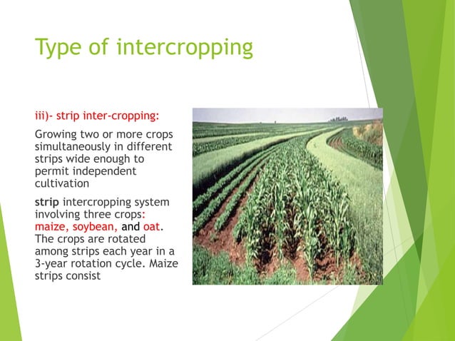 Mix cropping and injjcjfifififter cropping.ppt | Agriculture | Industries