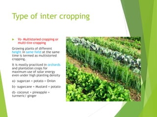Mix cropping and injjcjfifififter cropping.ppt | Agriculture | Industries