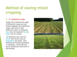 Mix cropping and injjcjfifififter cropping.ppt | Agriculture | Industries