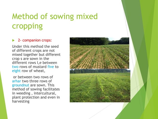 Mix cropping and injjcjfifififter cropping.ppt | Agriculture | Industries