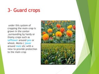 Mix cropping and injjcjfifififter cropping.ppt | Agriculture | Industries