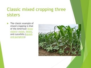 Mix cropping and injjcjfifififter cropping.ppt | Agriculture | Industries