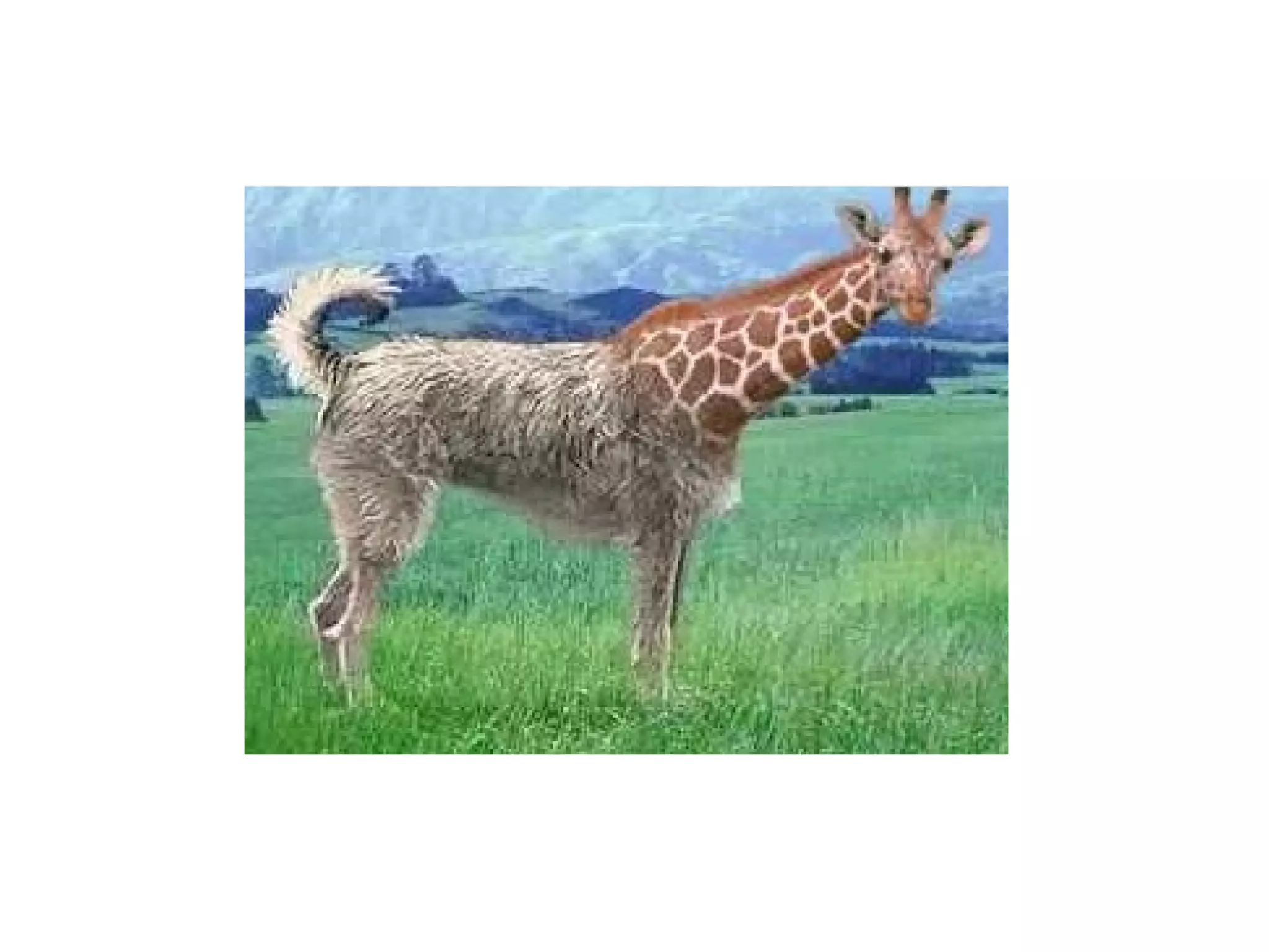 Mixed up animals | PPT