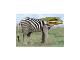 Mixed up animals | PPT