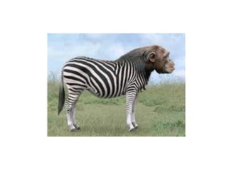 Mixed up animals | PPT
