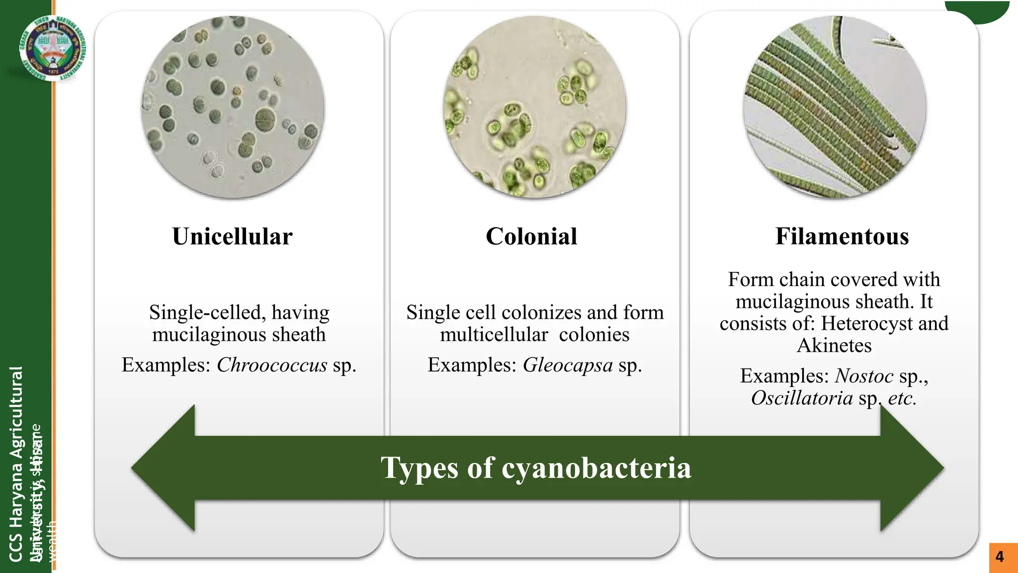 mixotrophy in cyanobacteria: a dual nutritional strategy | PPT