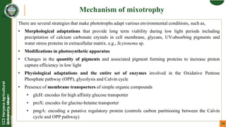 mixotrophy in cyanobacteria: a dual nutritional strategy | PPT
