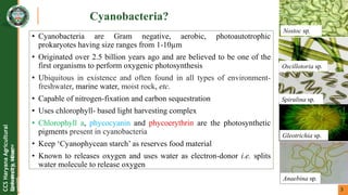 mixotrophy in cyanobacteria: a dual nutritional strategy | PPT