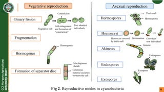 mixotrophy in cyanobacteria: a dual nutritional strategy | PPT