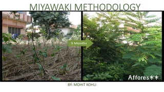 Miyawaki methodology | PPTX
