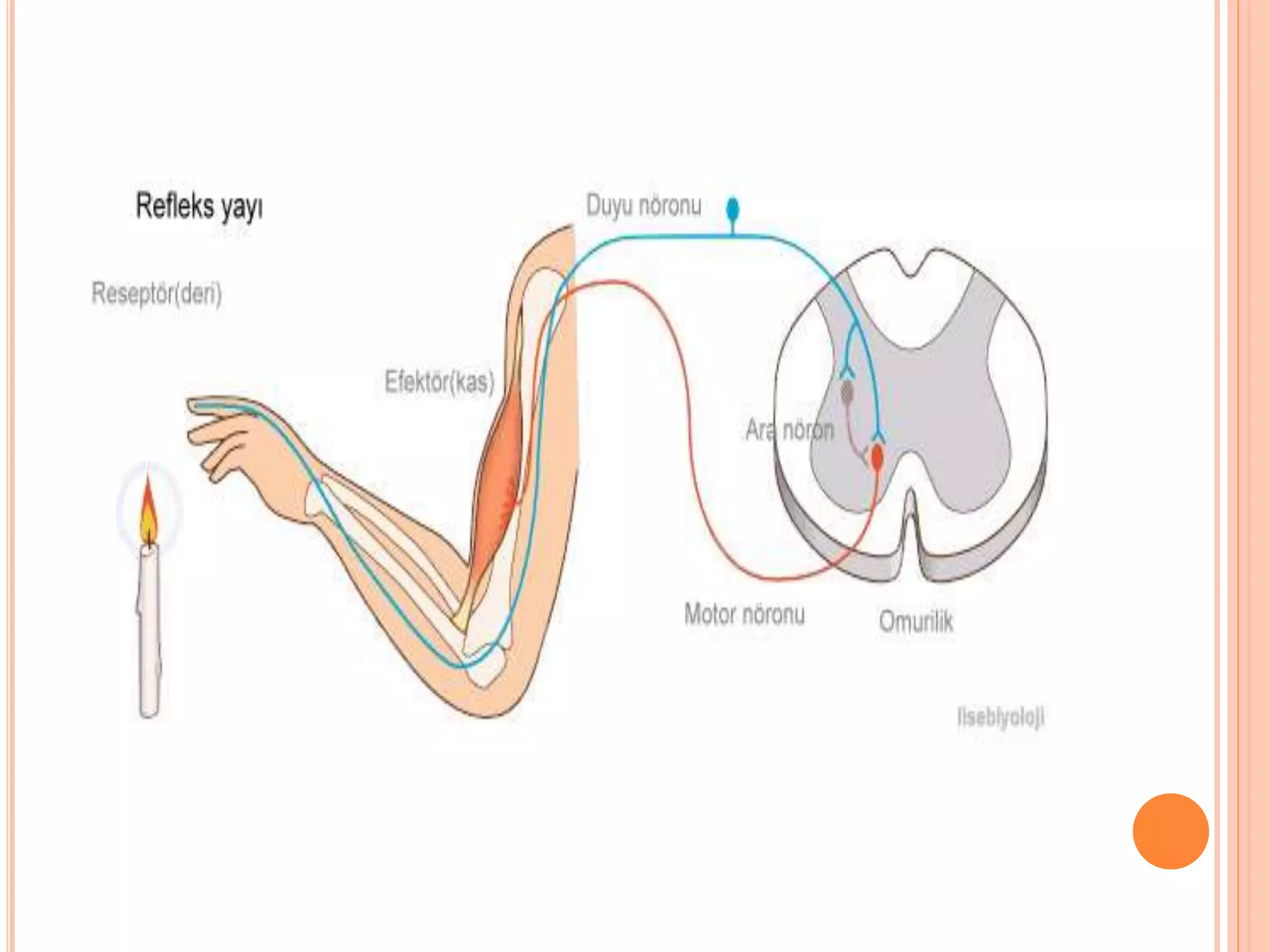 Mi̇yotati̇k refleks ve ters mi̇yotati̇k refleks | PPTX