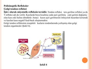 Mi̇yotati̇k refleks ve ters mi̇yotati̇k refleks | PPTX