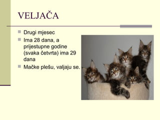 Mjeseci u godini | PPT