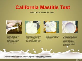 Mjölkkvalitet | PDF