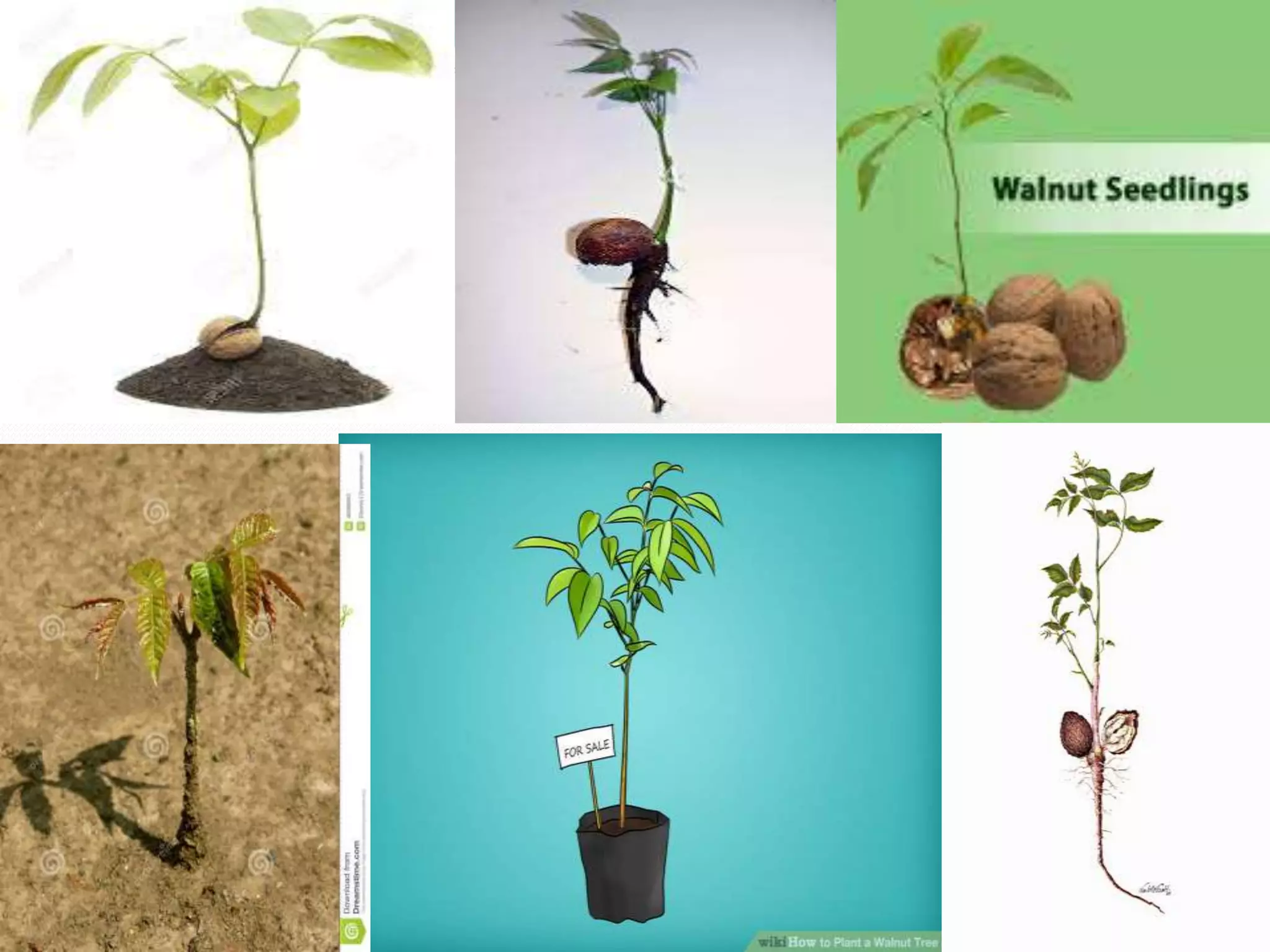 walnut production technology | PPTX