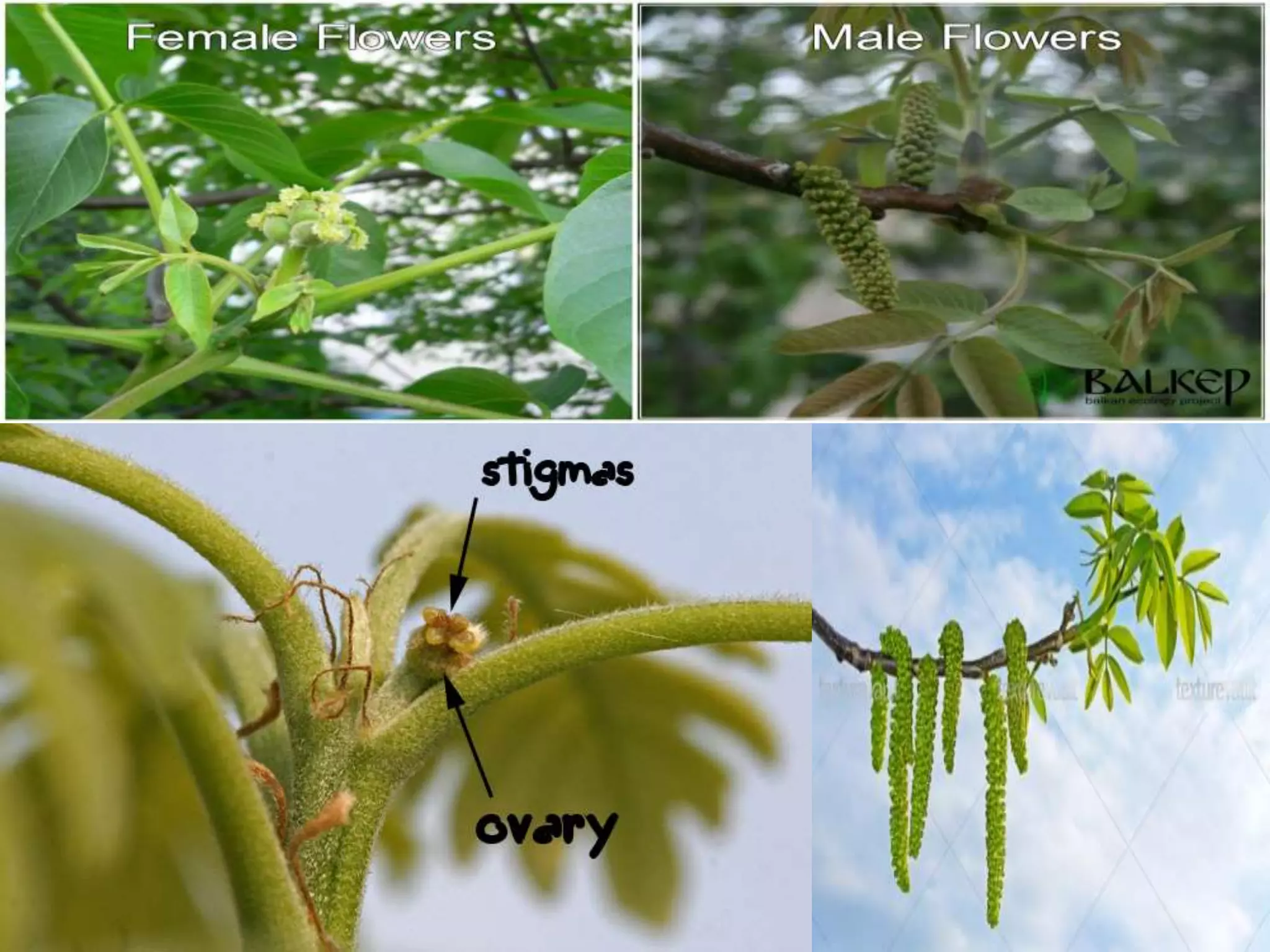 walnut production technology | PPTX