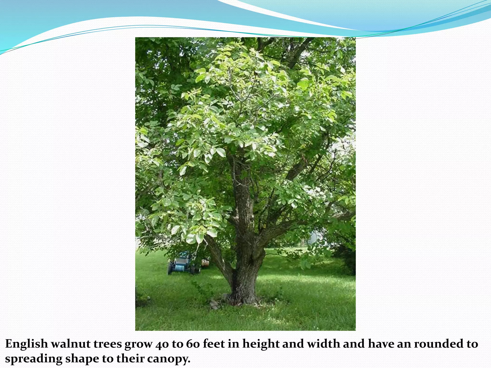 walnut production technology | PPTX