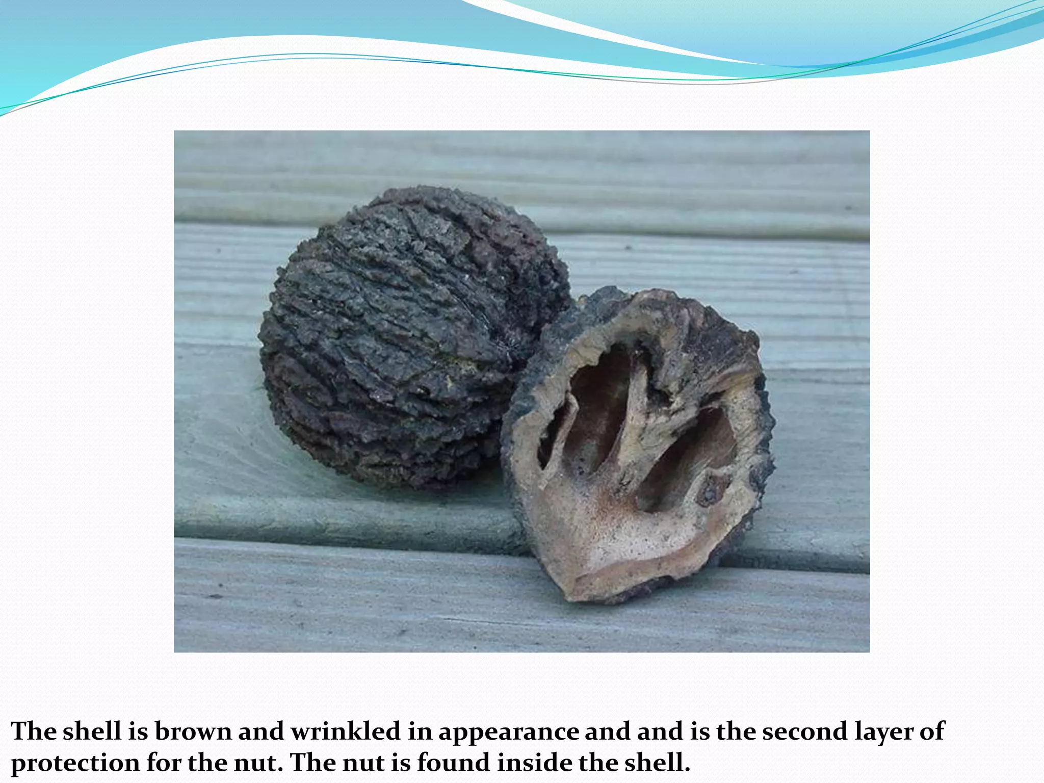 walnut production technology | PPTX