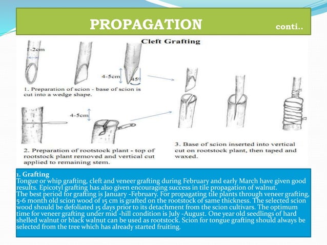 walnut production technology | PPTX | Agriculture | Industries