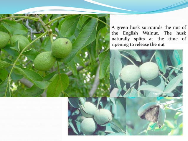 walnut production technology | PPTX | Agriculture | Industries