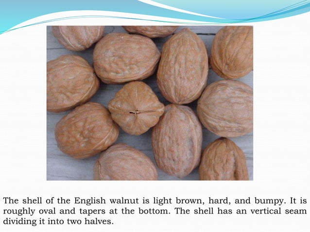 walnut production technology | PPTX | Agriculture | Industries