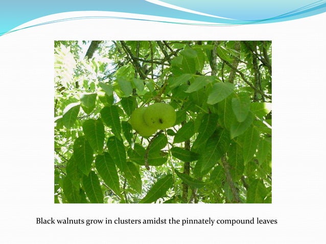 walnut production technology | PPTX | Agriculture | Industries