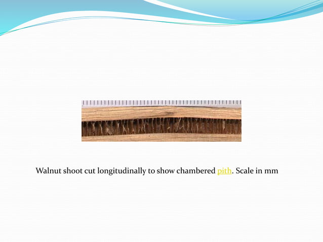 walnut production technology | PPTX | Agriculture | Industries